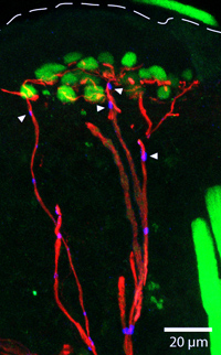 LUMPKIN, ELLEN A., Ph.D.